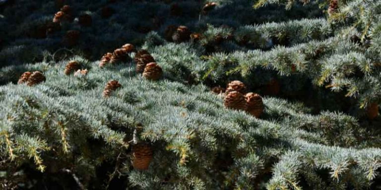 Where Can You Find Cedar Trees: Global Hotspots Revealed