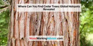 Where Can You Find Cedar Trees: Global Hotspots Revealed