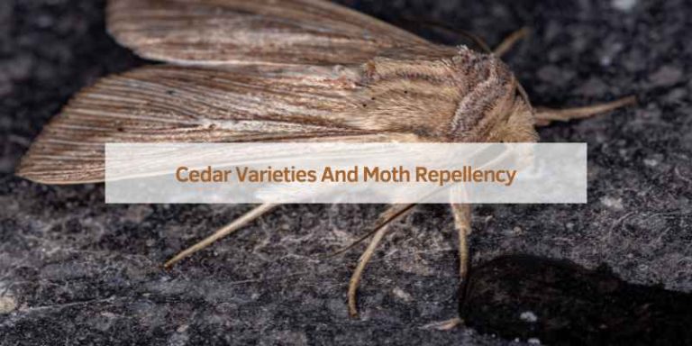 Which Cedar is Best for Moths: Ultimate Repellent Guide