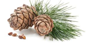 Why Does Cedar Smell So Good: Nature's Aroma Secret