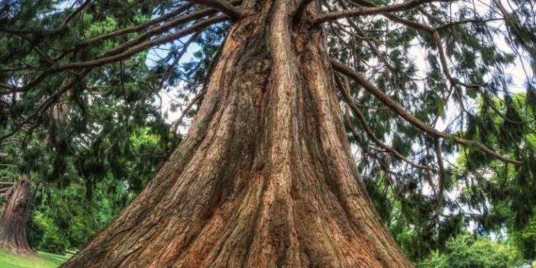 Why is Cedar Important: 5 Surprising Benefits