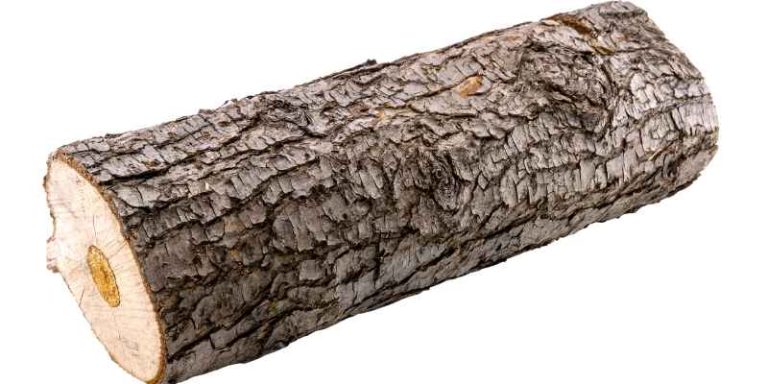 Can You Build With Palm Tree Wood? Surprising Uses!