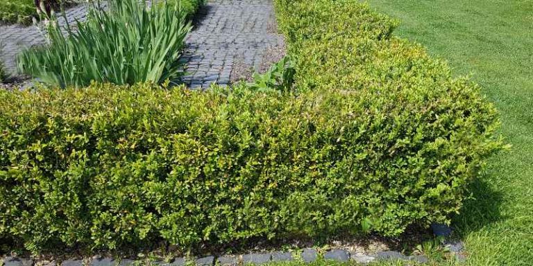 Can You Use Holly Tone on Boxwoods? Expert Tips Revealed