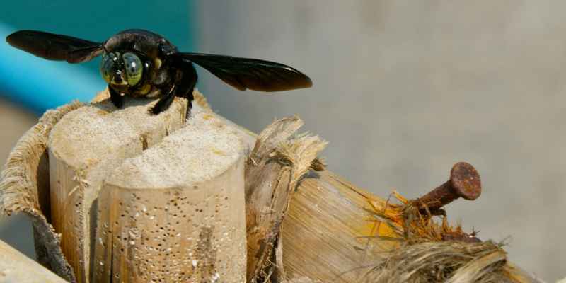 Do Carpenter Bees Eat Treated Wood? Debunking Myths