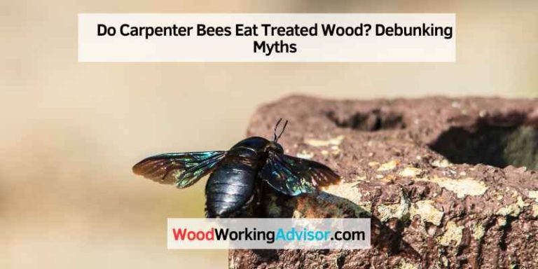 Do Carpenter Bees Eat Treated Wood? Debunking Myths