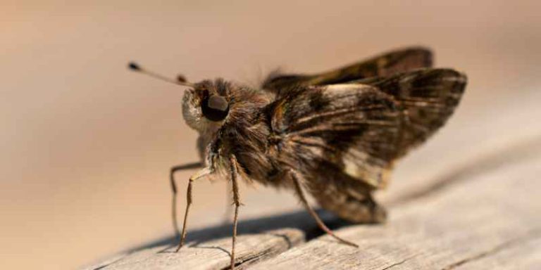 How Much Cedar to Repel Moths: Effective Strategies