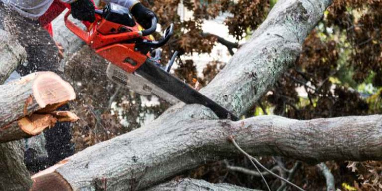 How to Cut a Tree Branch With a Chainsaw: Safe & Easy!