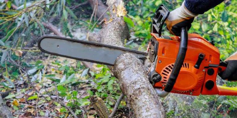 How to Cut a Tree Branch With a Chainsaw: Safe & Easy!
