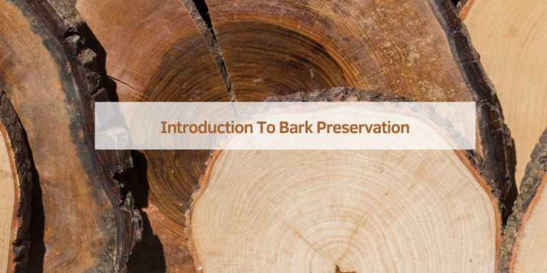 How to Preserve Bark on a Piece of Wood: Ultimate Guide