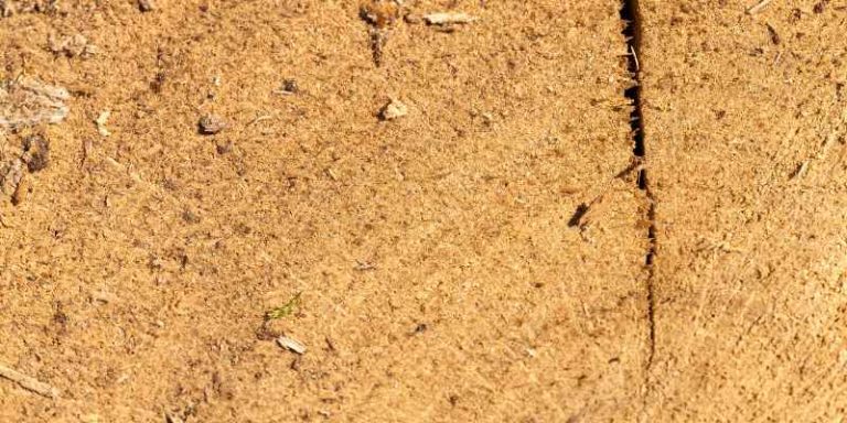 How to Repair Split Wood: Easy DIY Fixes for Beginners