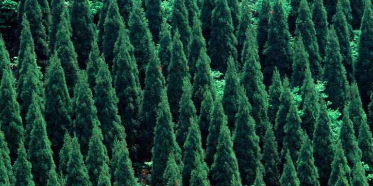 When is the Best Time to Cut Cedar Trees: Expert Tips