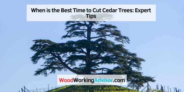When is the Best Time to Cut Cedar Trees: Expert Tips