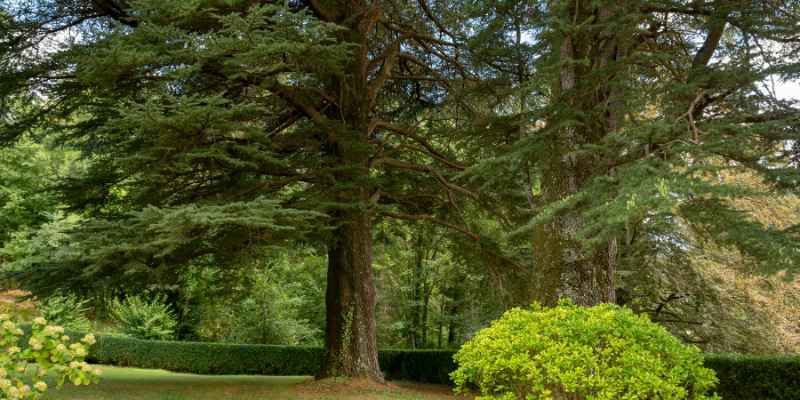 When is the Best Time to Cut Cedar Trees: Expert Tips