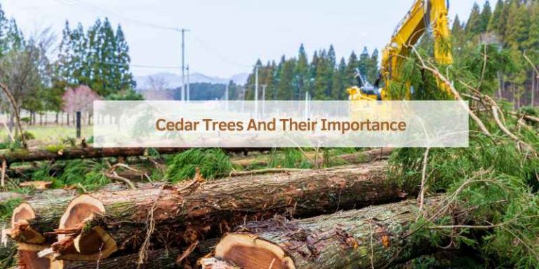 Will Remedy Kill Cedar Trees? Essential Facts Revealed