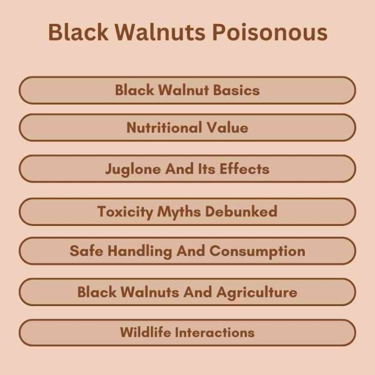 Black Walnuts Poisonous: Myths vs. Facts Unveiled