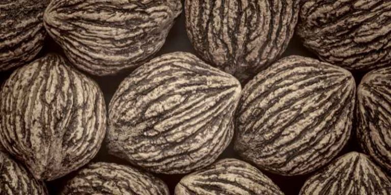 How to Plant a Black Walnut Tree from Seed: A Step-by-Step Guide