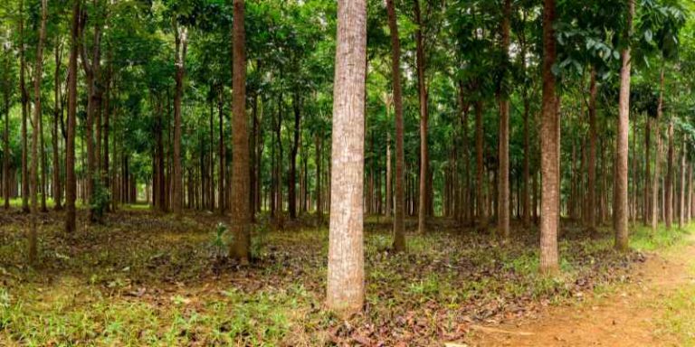 Mahogany tree History: Roots of Elegance & Durability