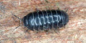 How to Get Bugs Out of Wood: Effective Solutions