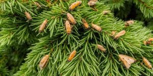 Does Cedar Attract Bugs: Myths, Facts, and Prevention Tips