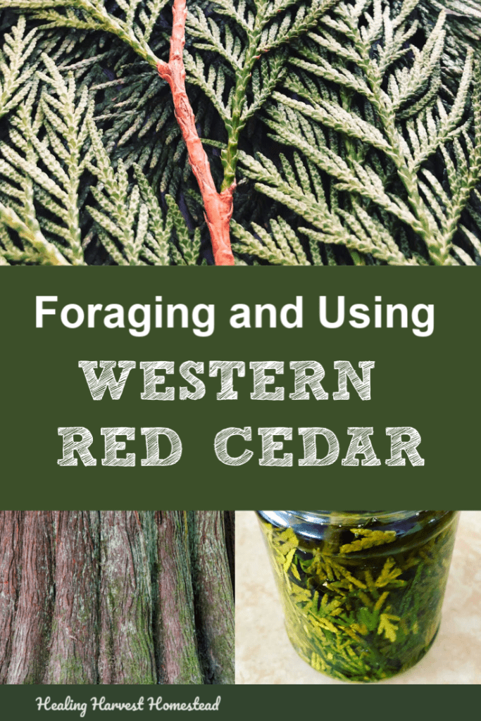 Cedar Benefits And Uses: Discover Nature's Healing Power