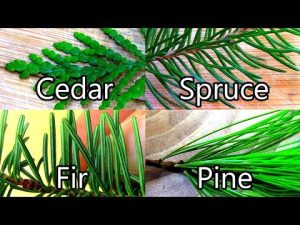 Cedar Compared to Pine Tree: Which is Better for Your Project?