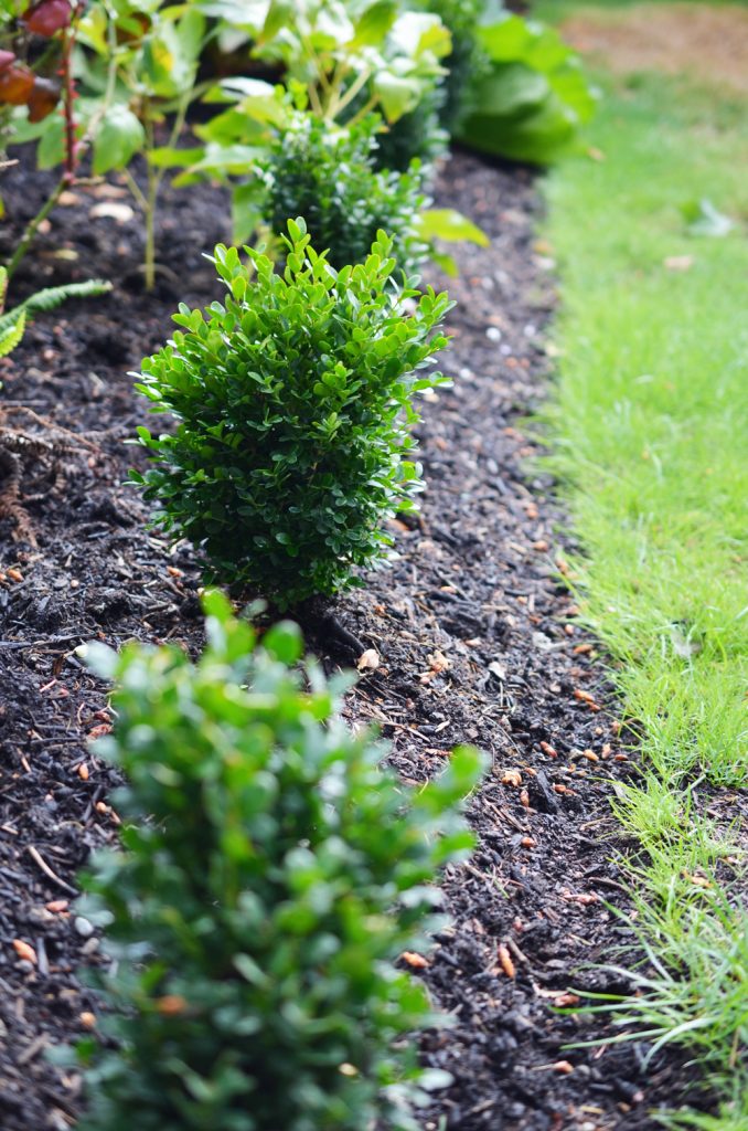 How Far Apart Should You Plant Boxwoods: Expert Spacing Tips