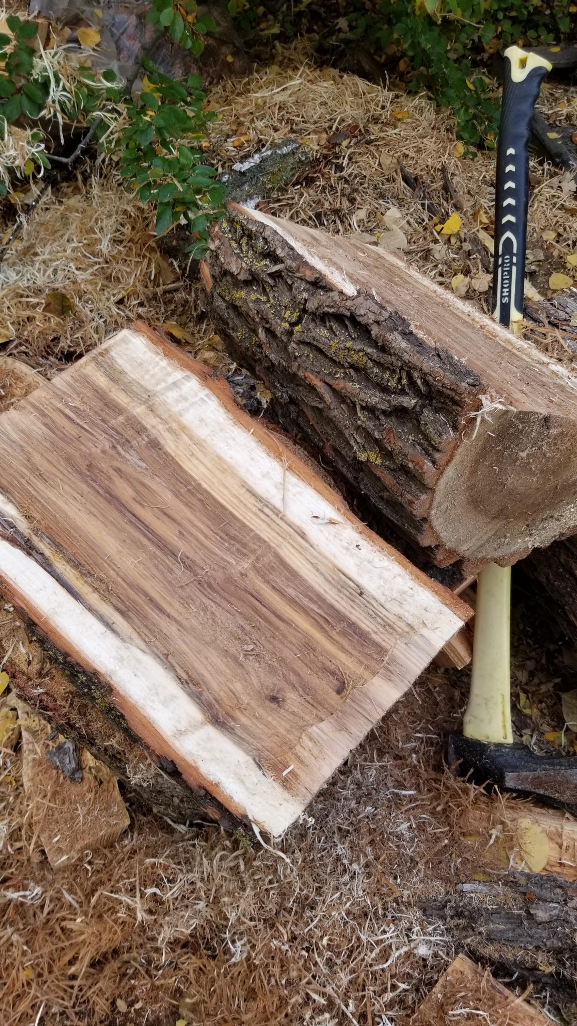 What Do Woods Smell Like: Unveiling Nature's Aromatic Secrets