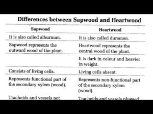 What is the Difference between Heartwood And Sapwood: Key Insights
