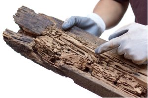 Termite Infested Wood: How to Identify and Treat It Effectively