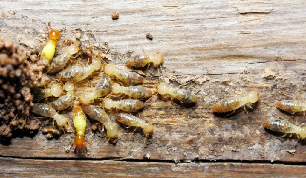 Termites in House Good Or Bad: Unveiling the Truth