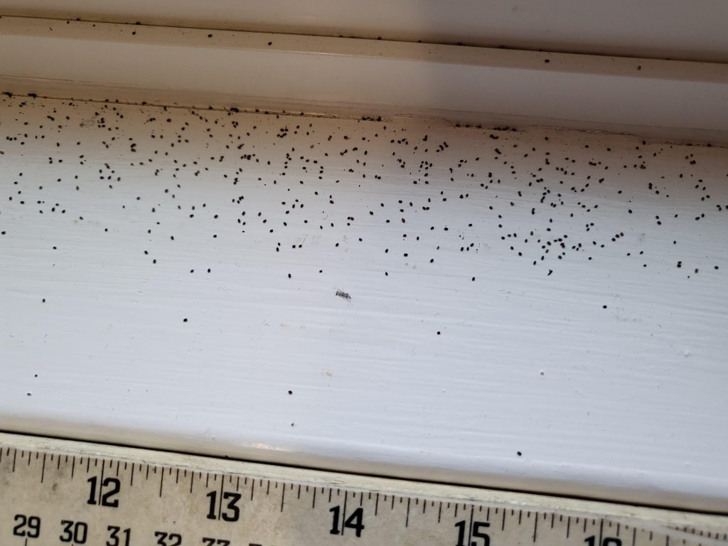 Termites in Window Sill: How to Detect and Eliminate Them Fast
