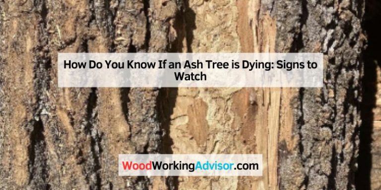 How Do You Know If an Ash Tree is Dying: Signs to Watch