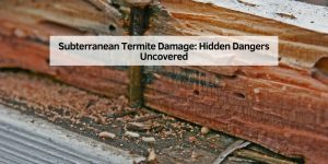 Subterranean Termite Damage: Hidden Dangers Uncovered
