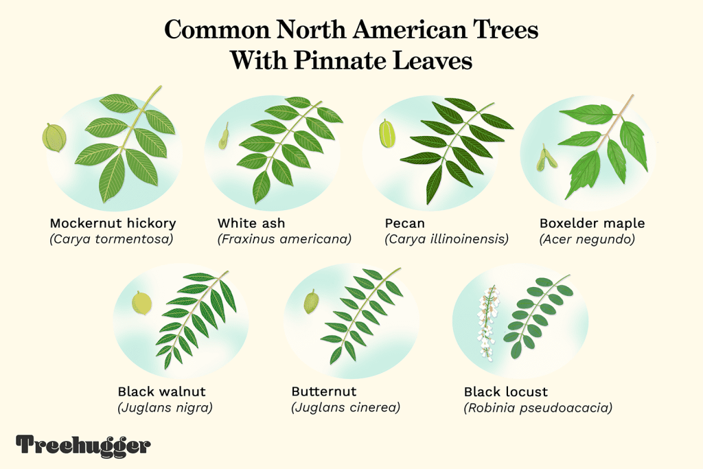 Ash Vs Hickory: The Ultimate Wood Comparison Guide