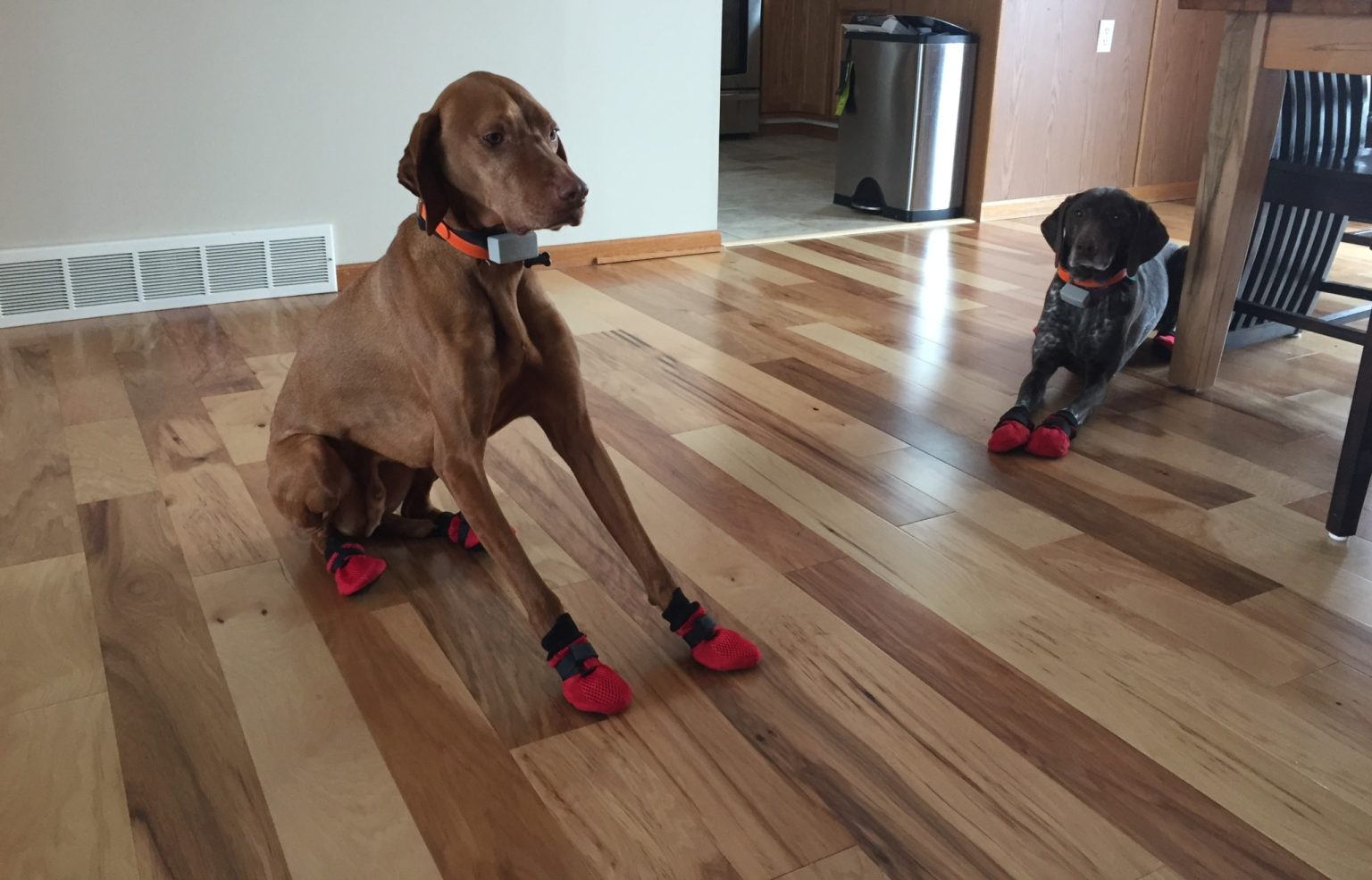 Dog Slippers for Wood Floors: Protect and Pamper Paws