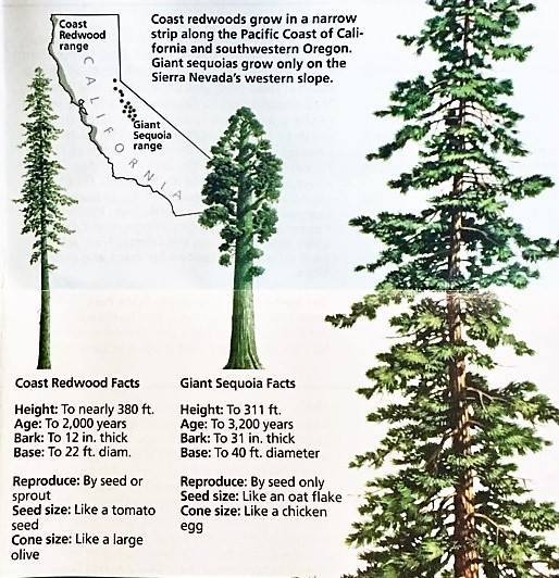 What'S the Difference between a Sequoia And a Redwood Tree: Unveiled