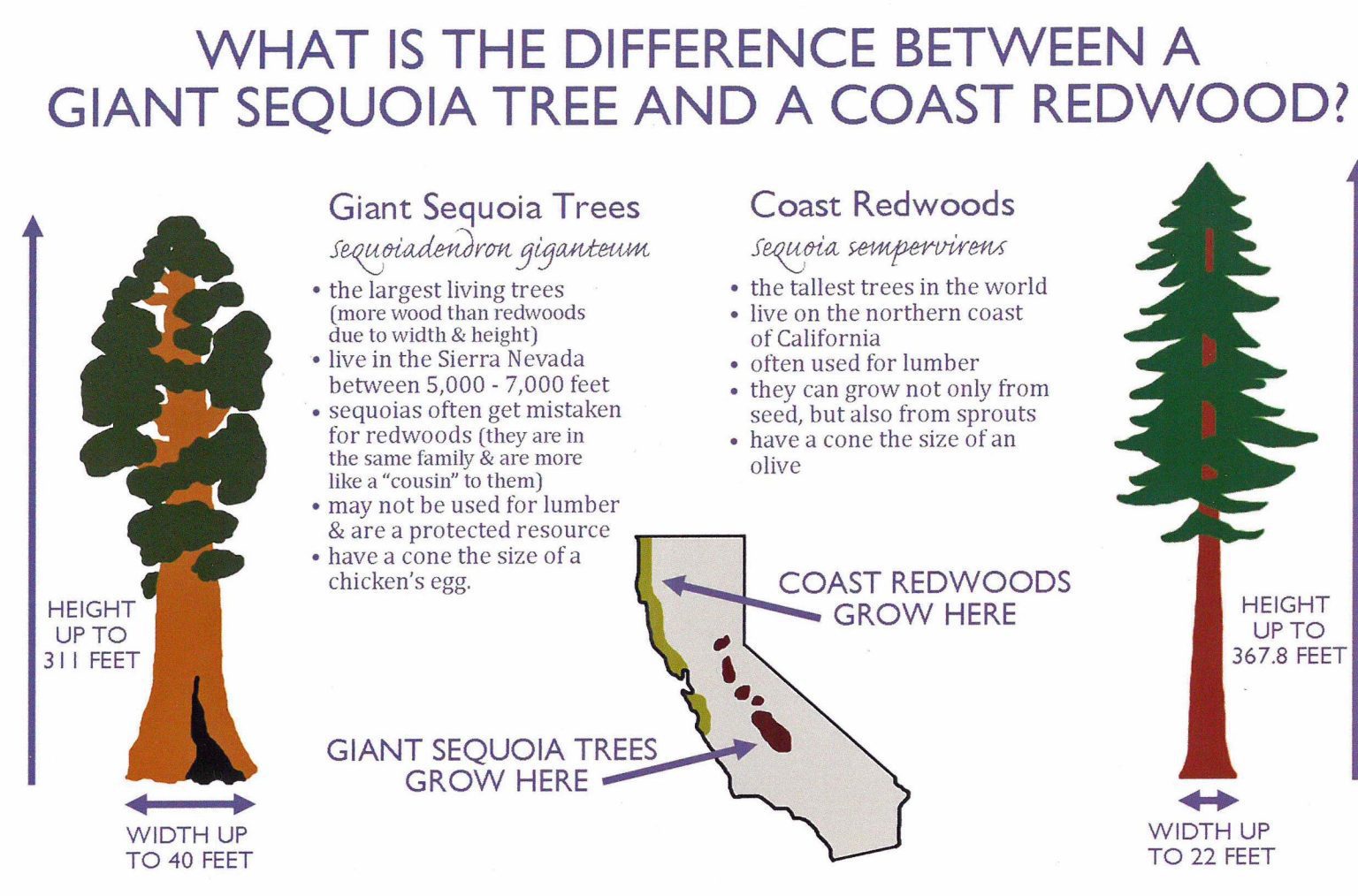 What is the Difference between a Redwood And a Sequoia: Explained