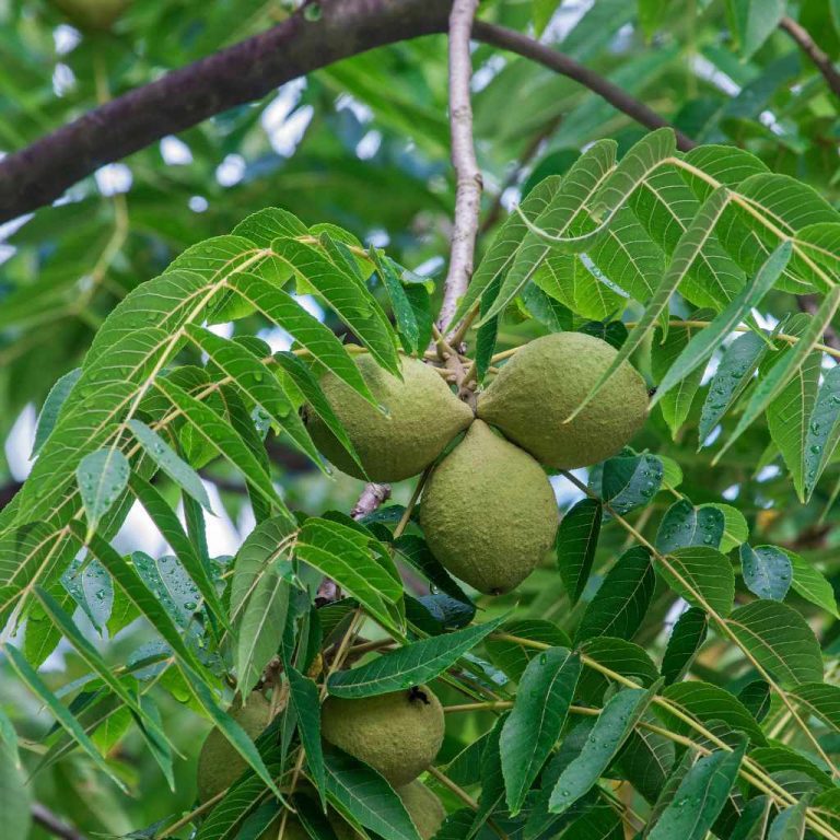 Are Walnut Trees Poisonous? Essential Guide