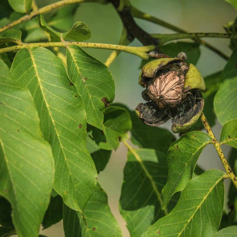 Black Walnut Tree Vs Walnut Tree: Essential Guide